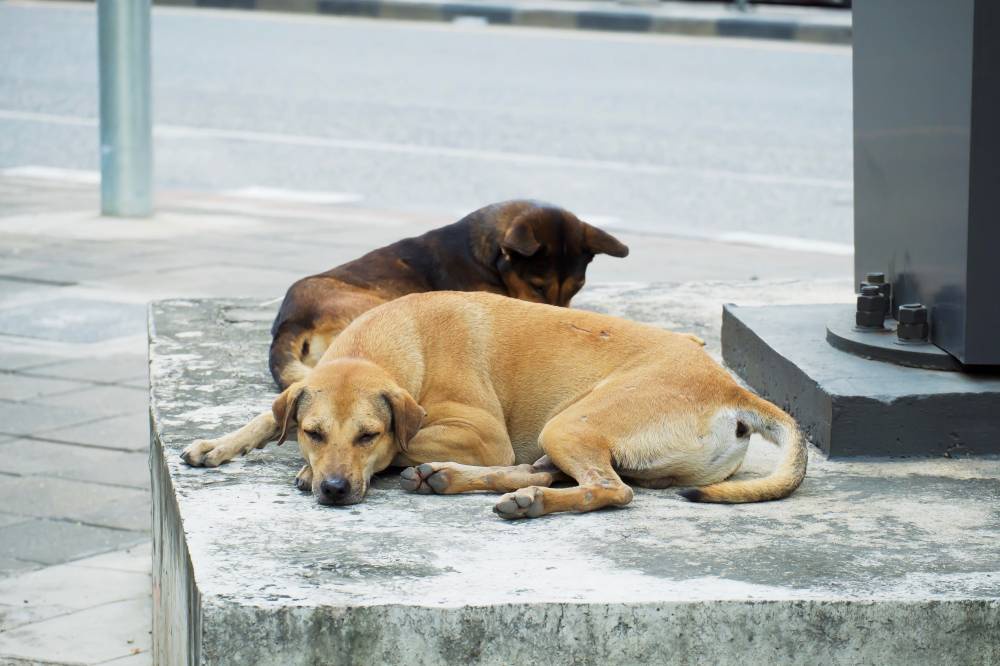 Animal associations call for proactive approach to address stray dog ...