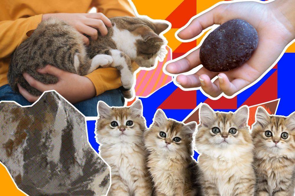 From fur babies to pet rocks: Gen Z's new take on companionship