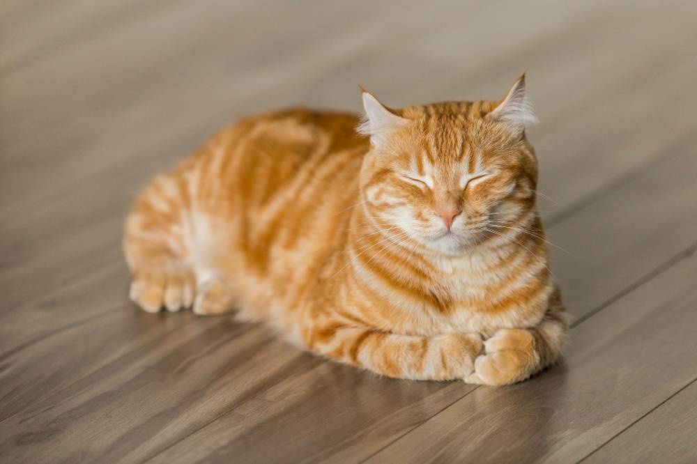 The subtle ways cats communicate their health