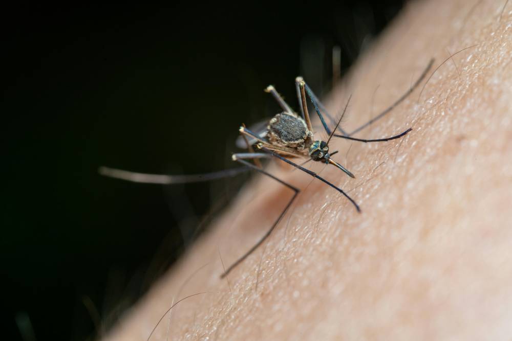Mosquitoes discovered in Iceland for first time