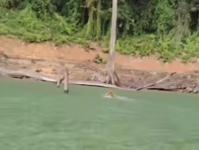 Tiger seen swimming across Royal Belum lake in viral video