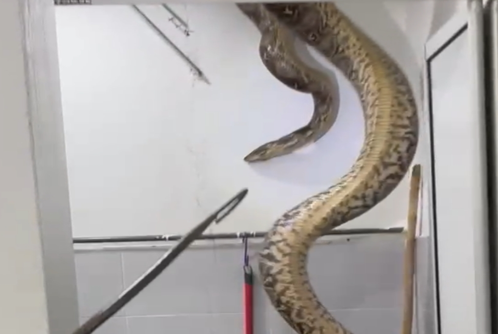 Teacher shocked as 60kg python falls from bathroom ceiling