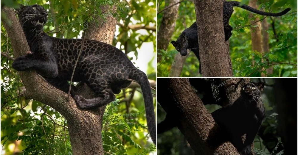 Harimau Bintang Paling “Rare” Ditemui Di India