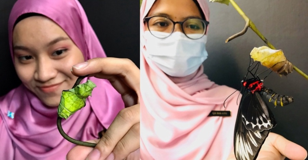 Rama-Rama Kebangsaan Malaysia, Rajah Brooke’s Birdwing Berjaya Dibiakkan