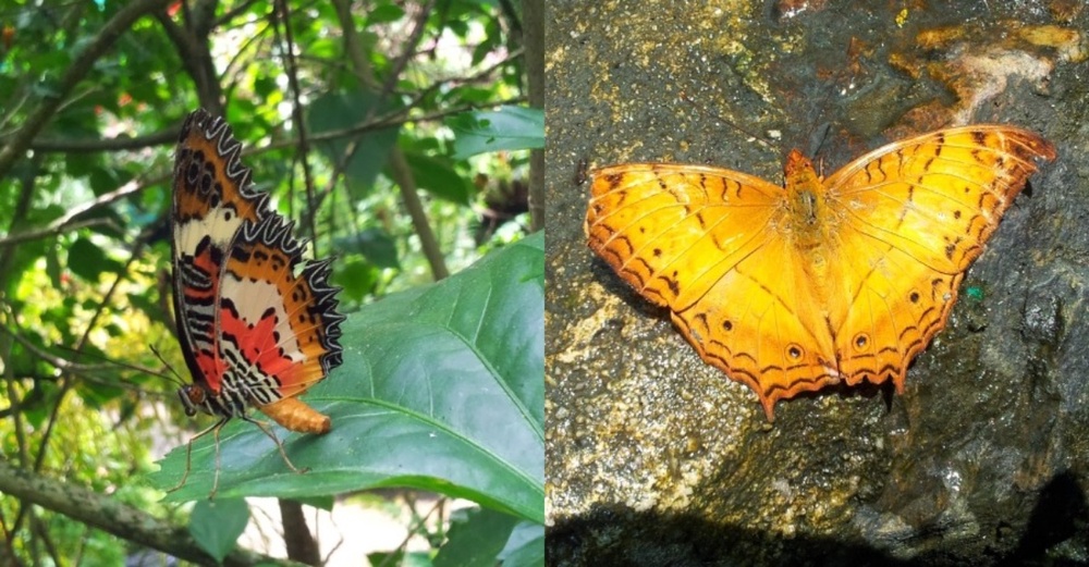Nampak Serupa Tapi Tak Sama, Ini Perbezaan Kupu-Kupu Dan Rama-Rama