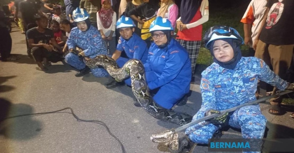APM Terengganu Tangkap Ular Sawa Batik Agresif Seberat 120 Kg