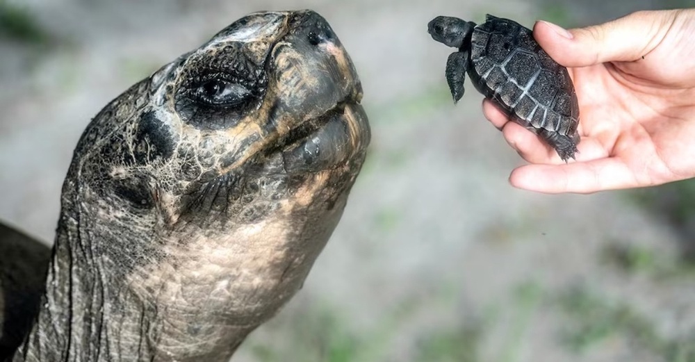 Kura-Kura Gergasi Galapagos Rai Ulang Tahun Ke-135 & Hari Bapa Pertama ...