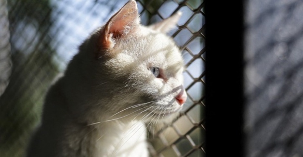 Rawat Kucing Dijangkiti Virus Bawaan Kutu, Doktor Haiwan Meninggal Dunia