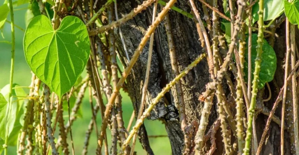 Bukan Sebarang Akar, Ketahui Khasiat Akar Seruntun Untuk Kesihatan