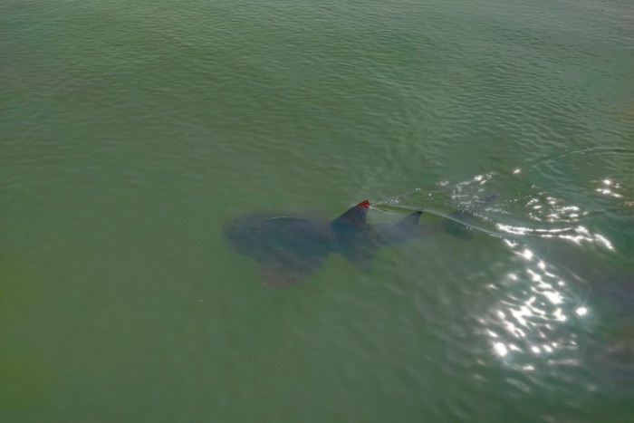 Endangered 'Ronin fish' spotted in Trang canal
