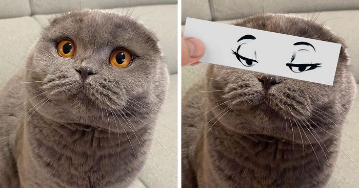 20 Photos Of Cats Wearing Expressive Paper Face Cutouts