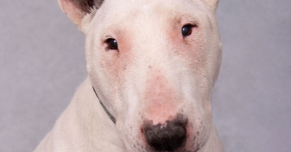 This Sanctuary For Senior Dogs Shared 30 Photos That Show Love Has No ...