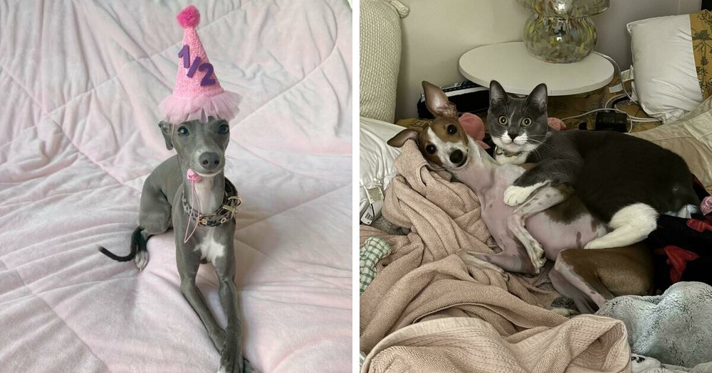 48 Adorably Silly Images Of Italian Greyhounds That Prove Why Everyone ...