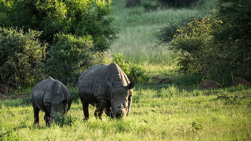 Does cutting off rhinos’ horns protect them from poachers? New study ...
