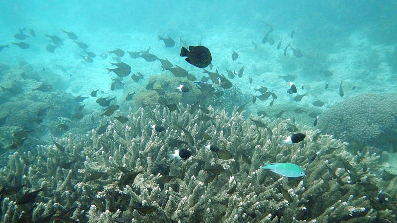Earth reaches first catastrophic climate tipping point as coral reefs ...