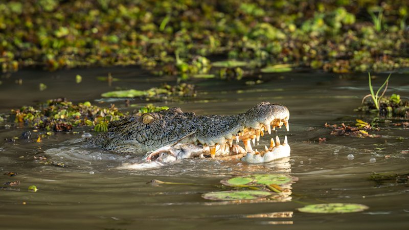 Crocodile attacks man, victim airlifted to Far North Queensland hospital