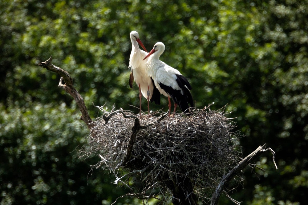 ‘Iconic’ birds that once vanished from Britain could be coming back to ...