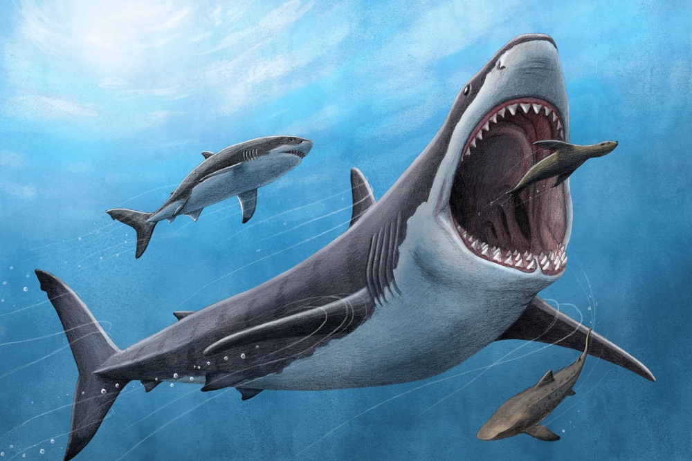 Researchers discover monster mega-predator shark that ruled the ocean ...