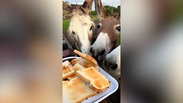 Cheeky donkeys enjoy slices of toast for their breakfast at animal ...