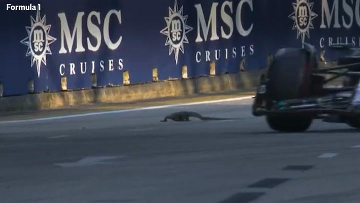Moment giant lizard walks across Singapore Grand Prix race track ...