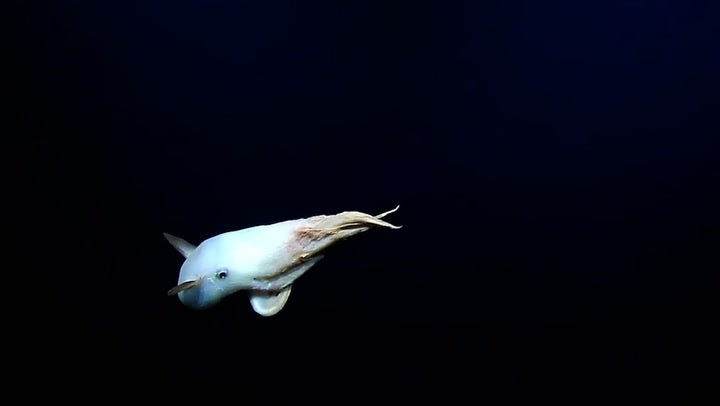 First look: Rare Dumbo octopus spotted in deep sea
