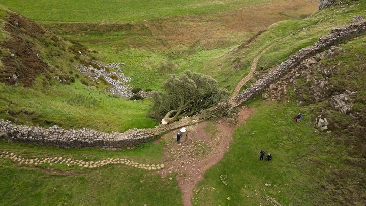 Sycamore Gap: Iconic tree seen lying next to Hadrian’s Wall after being ...