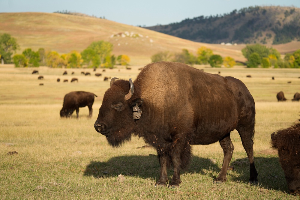 Endangered bison spotted for the first time in decades