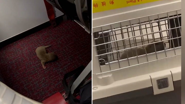 Watch: Giant rat and otter spark chaos on plane when they escape mid-flight
