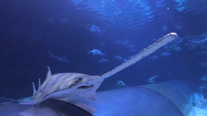 SeaWorld announce birth of endangered smalltooth sawfish pups