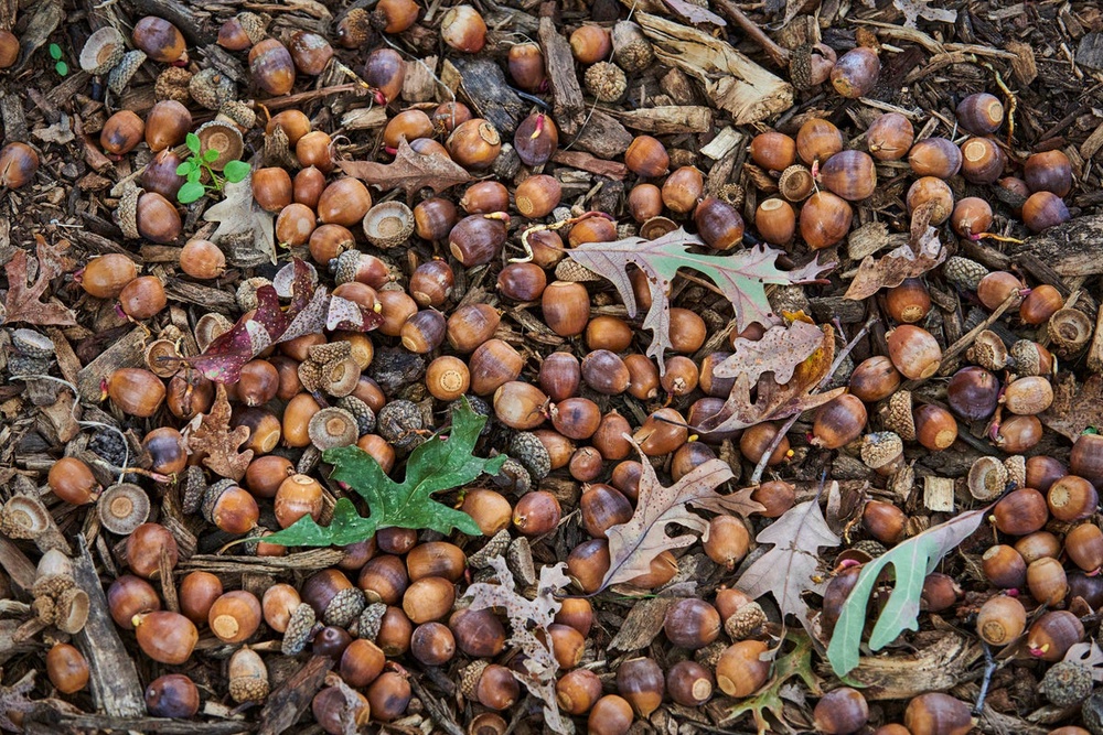 How the warm weather has created a ‘mast year’ with bumper crop of ...
