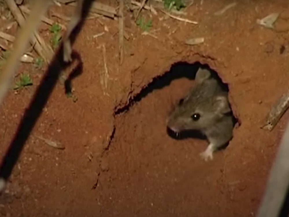 Thousands of rats cause havoc in Queensland amid plague fears: ‘They’re ...