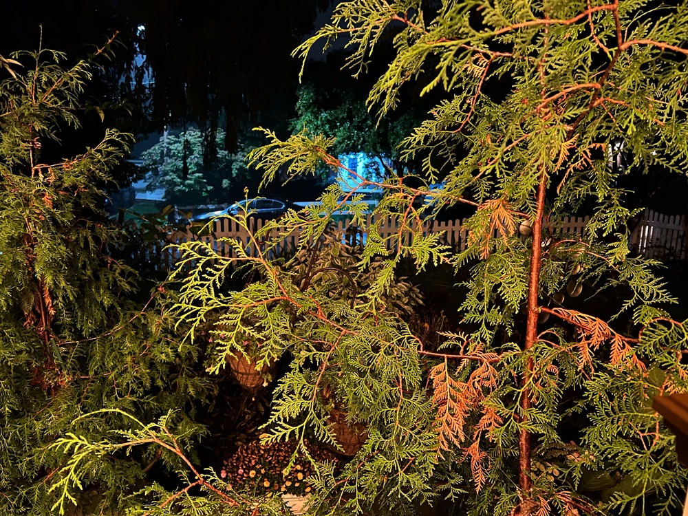 Is it normal or a problem if your evergreens are browning? How to know ...