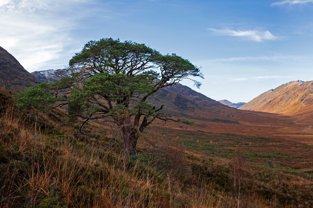 Centuries-old Scots pine saved as part of Highlands rewilding project