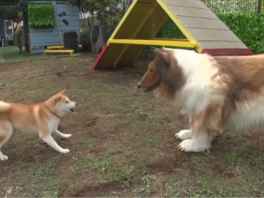 Japanese man who transformed himself into dog meets an actual one in ...