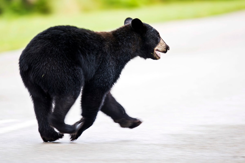 Hunters kick off Florida’s first bear hunt in a decade – this time with ...