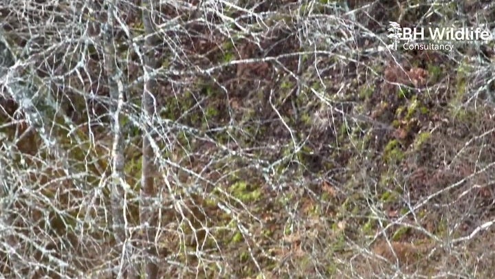 Escaped monkey spotted roaming Scottish Highlands in drone footage