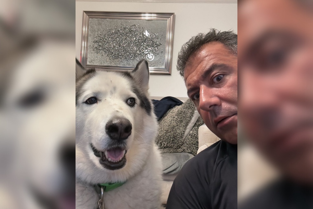 XL bully destroyed after savaging rescue husky while ‘unmuzzled and ...