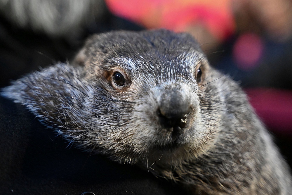 Punxsutawney Phil becomes a father as he welcomes two newborn groundhogs