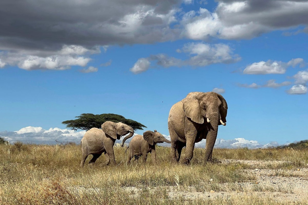British trophy-hunters shoot dozens of endangered animals including ...