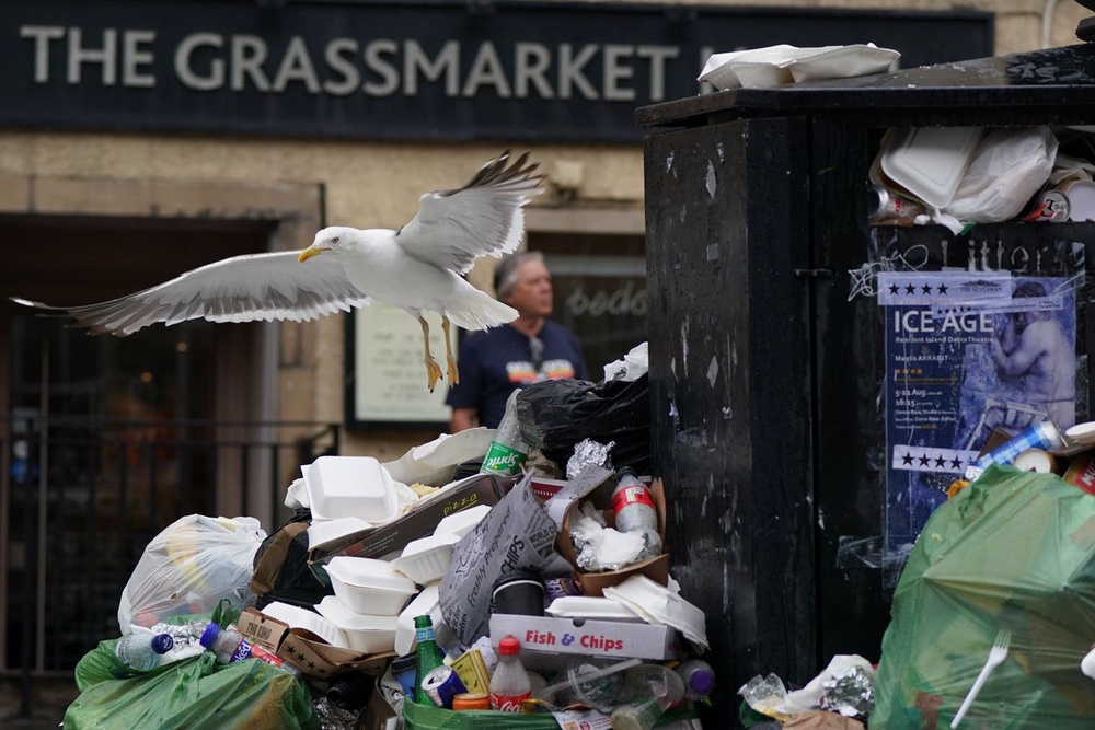 ‘Lives at risk’ due to aggressive seagull population