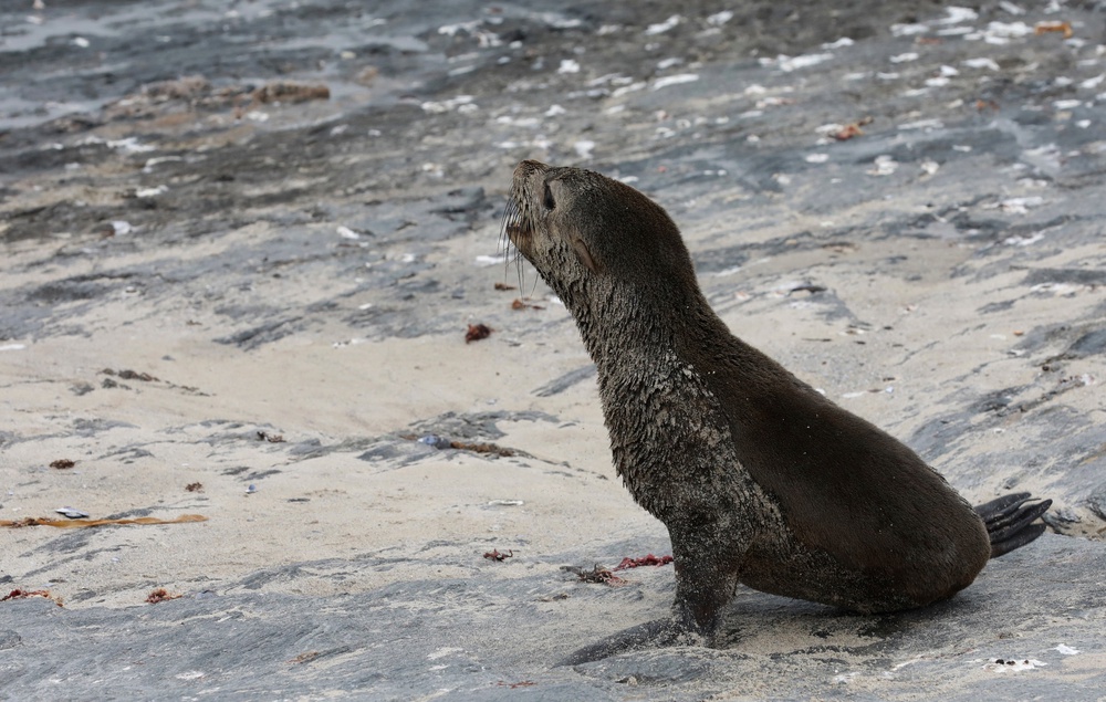 Scientists identify first known outbreak of rabies in seals