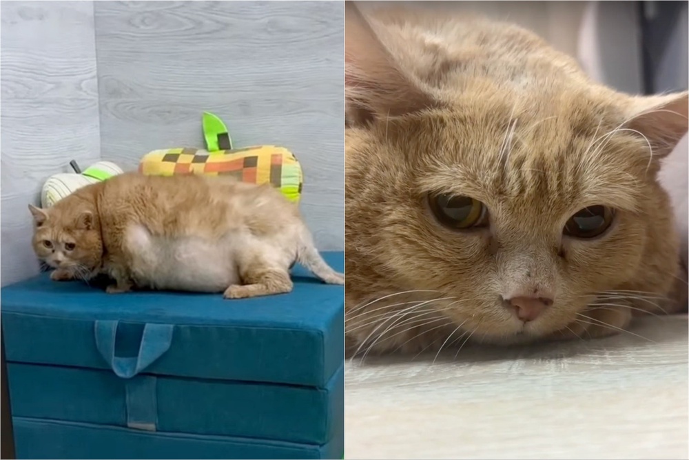 World’s fattest cat Crumbs dies weighing 38 pounds weeks after his ...