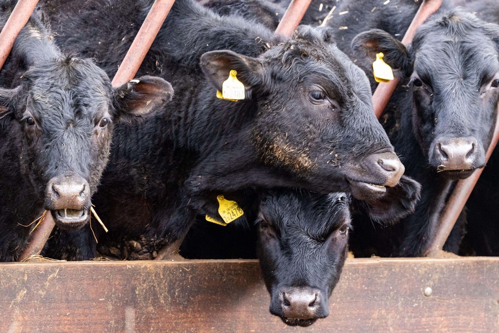 What we know about the mad cow disease case on Essex farm