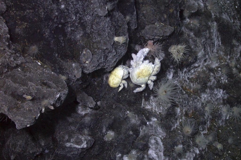 Scientists reveal fighting secrets of crab named after David Hasselhoff