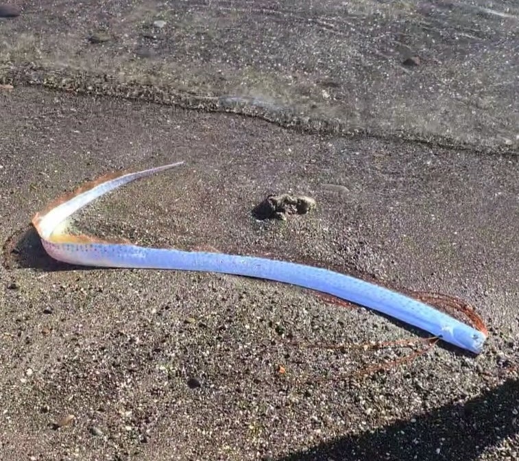 Rare deep-sea ‘doomsday fish’ washes up on Canary Islands coast