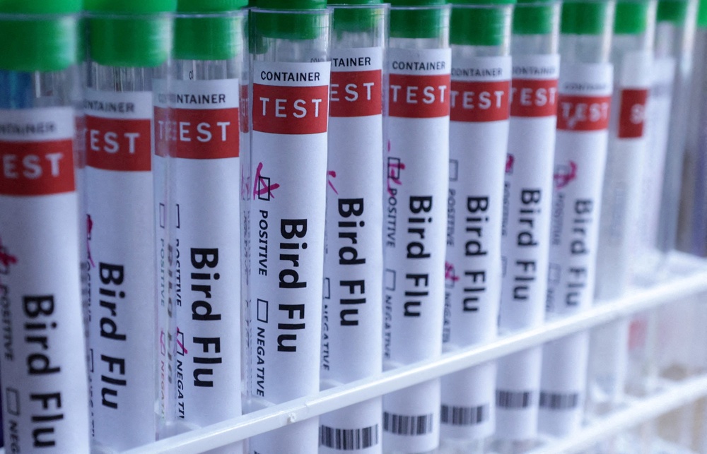 Bird flu detected in sheep for the first time in England