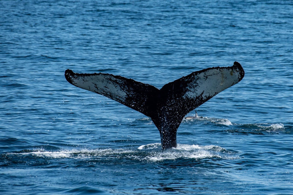 Trump claims offshore wind energy is driving whales ‘loco.’ Scientists ...