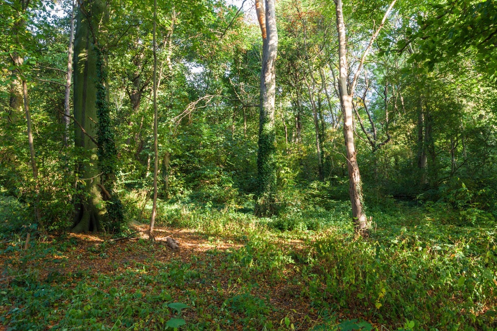 Planning reforms put precious habitats and wildlife at risk, nature groups warn