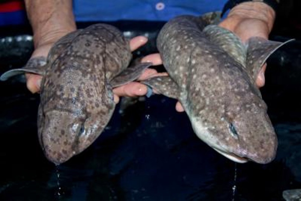 First-ever live video footage of elusive deep sea shark captured