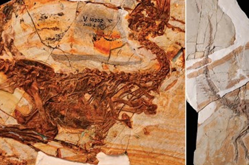 New dinosaur species discovered in 125 million-year-old fossil